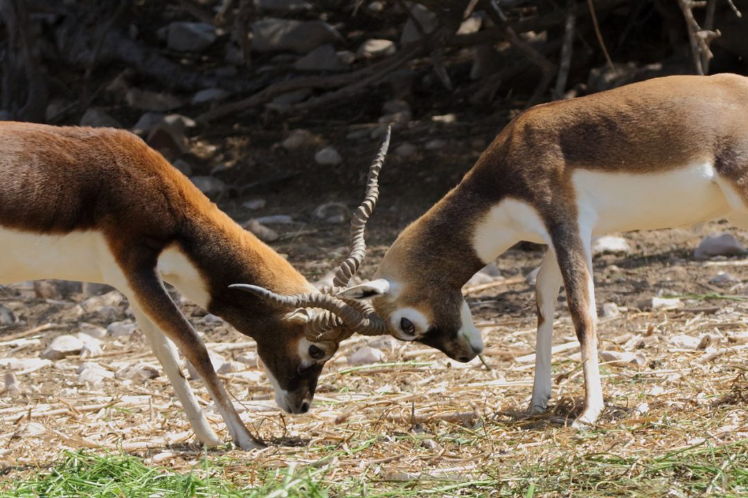Blackbuck Hunts - Farrell Ranch