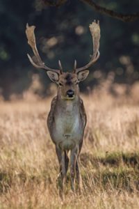 Fallow Deer Hunts - Farrell Ranch