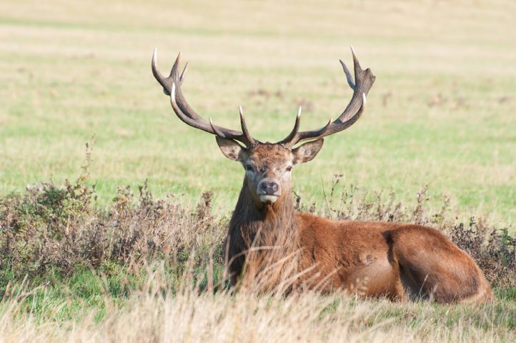 Red Stag Hunts - Farrell Ranch